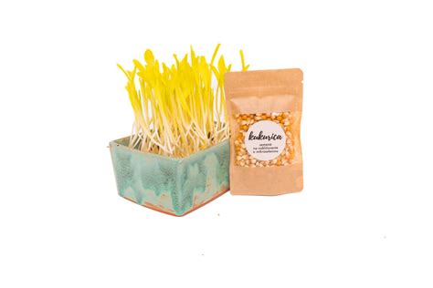 Maize Microalgae Seeds Monisgreens