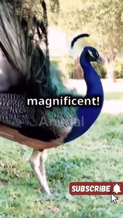 Clash Of The Peacocks A Battle For Attention Facts Animals Wildlife