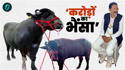 Sonpur Mela 2 करोड़ का भैंसा देख बिदक गए ‘छोटे सरकार अनंत सिंह ने