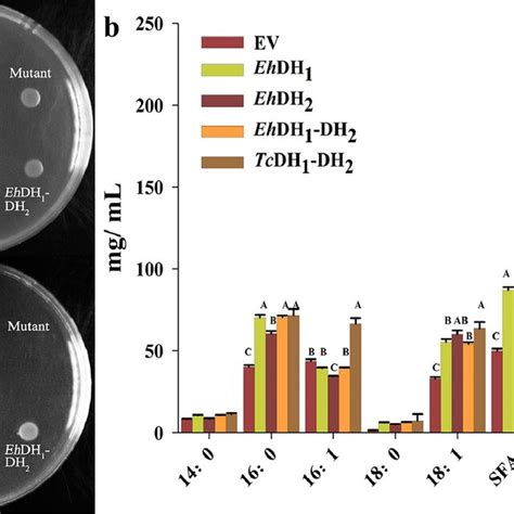 Functional Analysis Of Ehdh Domains In Escherichia Coli E Coli A Download Scientific
