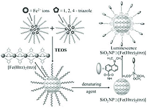 Synthetic Route And Schematic Representation Of The Sco Dansyl Sio 2