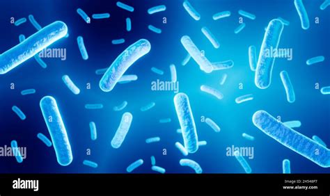 Lactobacillus Diagram