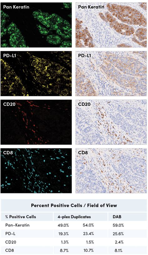 Antibody Validation For Signalstar™ Multiplex Ihc Cell Signaling Technology