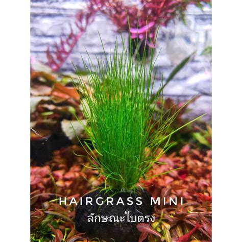 Hairgrass Mini ใบน้ำแล้วมีรากพร้อมลงปลูก Shopee Thailand
