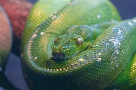 20 Types Of Pythons Species Facts And Photos 20 Types Of Pythons Species Facts And Photos