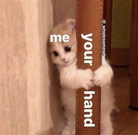 Not Cute And Kinky Memes On Twitter Agunflohjc Twitter