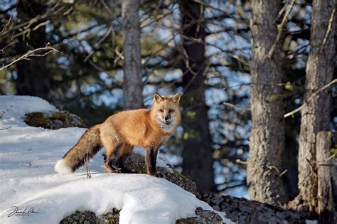 Red Fox Gallery Dena Wilson Wildlife
