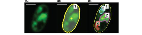 Sequence Of Events For Icm Coverage Analysis From Fluorescence Images