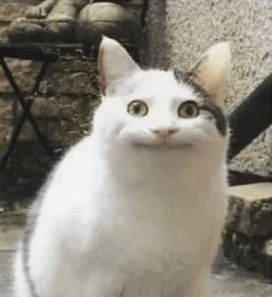 Smile Cat Meme Smile Cat Cat Discover And Share S