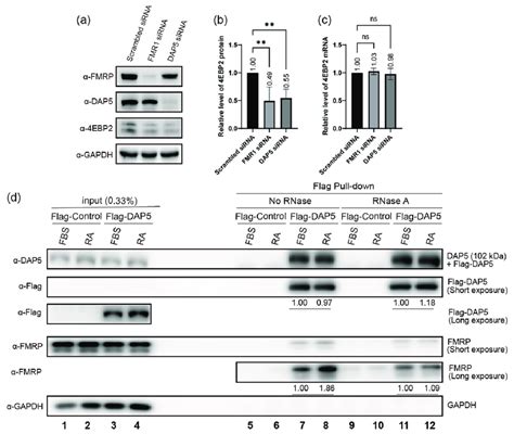 A C The Effects Of Fmrp And Dap5 Depletion On The Expression Of Download Scientific Diagram