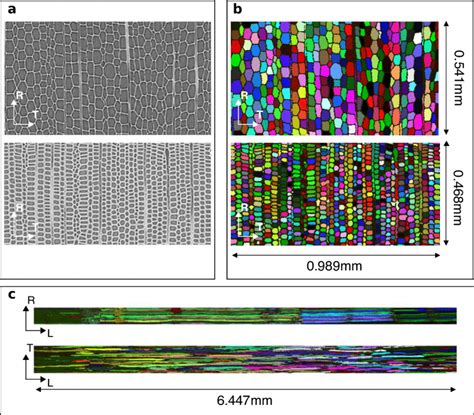Segmented Images A The Original Ct Scan Data For The Earlywood Top