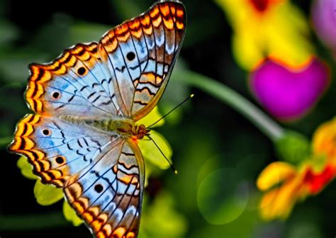 Love Butterflies Then Definitely Visit Famous Butterfly Parks In India The Blond Post