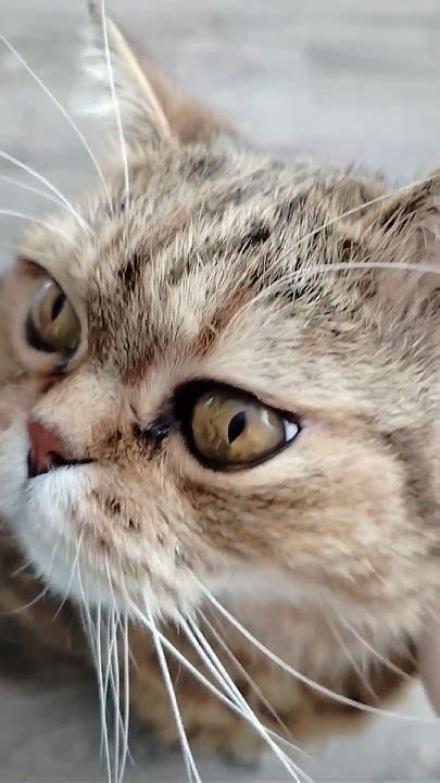 такой милый 🐱🥺 Youtube