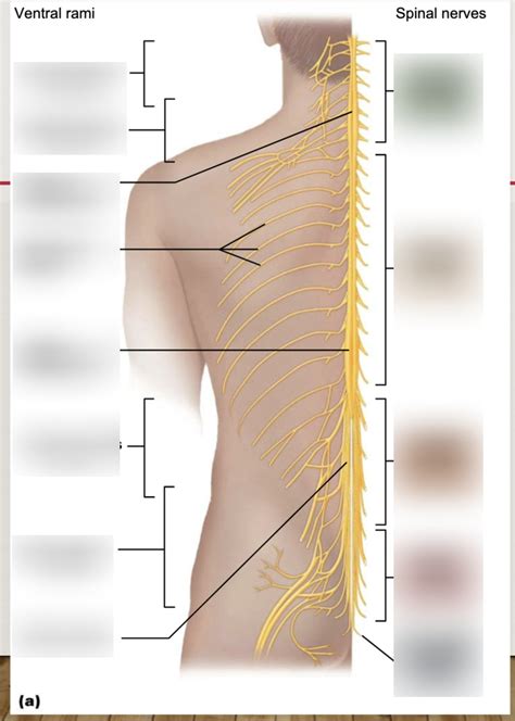 Aandp Lab Practical 2 Intro To The Nervous System The Pns Nerve Plexus Pt1 Diagram Quizlet Aandp Lab Practical 2 Intro To The Nervous System The Pns Nerve Plexus Pt1 Diagram Quizlet