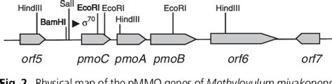 Figure 2 From Soluble And Particulate Methane Monooxygenase Gene