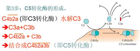 免疫学整理 细胞因子and补体系统 知乎