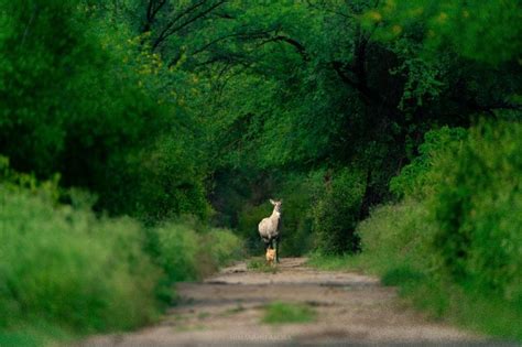 When Eyes Meet Himanshu Arora