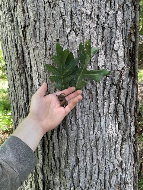 Oak Trees Types Oaks Tree Guide Uk Oak Tree Identification