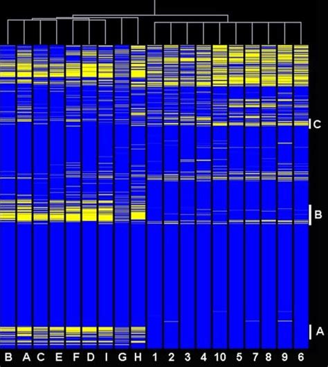 Two Way Clustering Analysis Of R Conorii Transcriptomic Patterns The