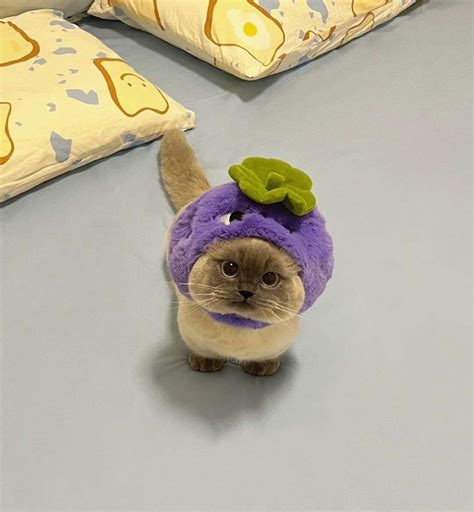 Python Lesson 1 6 Review Quiz 4th Grade Quiz Wayground