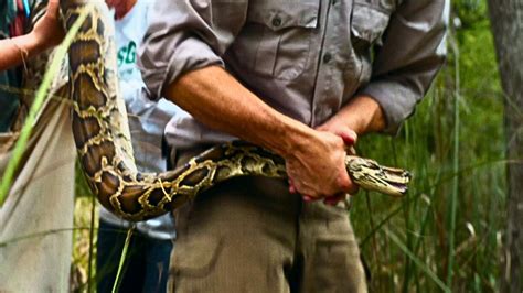 How Giant Pythons Became Floridas Biggest Invasive Species Human Footprint Wliw