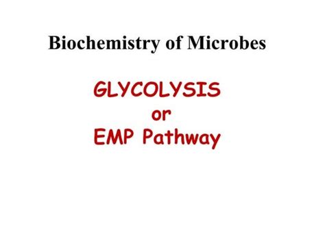 Lactobacilli Homo And Hetero Lactic Acid Fermentation And Its