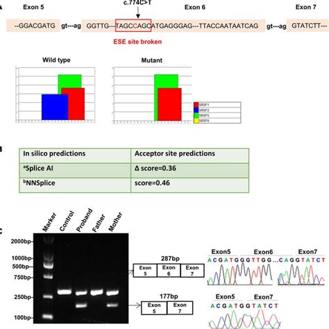 Bioinformatics Predictions And Transcript Analysis In Vivo For The Download Scientific Diagram
