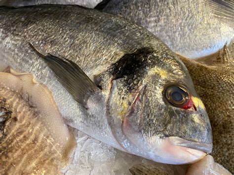 Everything You Need To Know About … Sea Bream Ca Seafoods