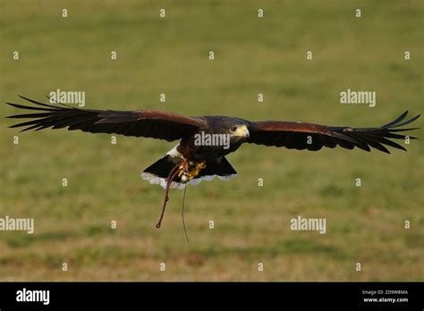 Flying Or Swooping Down To Catch Rabbit As Prey Hi Res Stock Photography And Images Alamy