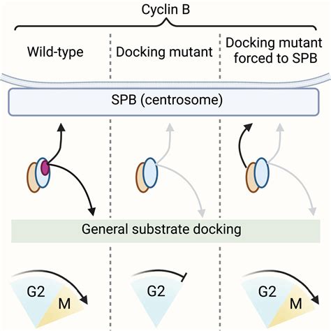Cdk Activity At The Centrosome Regulates The Cell Cycle Cell Reports