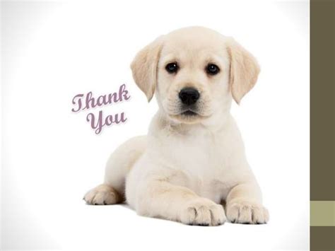 Vsr610 Ppt Fracture Pptx Classification Of Fractures Pptx