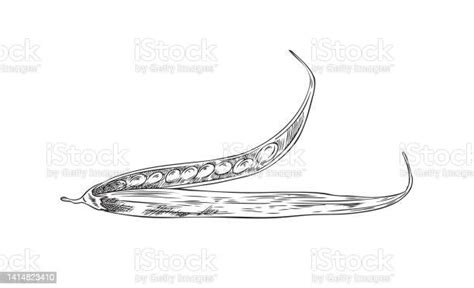 향기로운 씨앗을 조각하는 Fenugreek 건조 포드는 벡터 일러스트레이션을 분리했습니다 드로잉에 대한 스톡 벡터 아트 및 기타 이미지 드로잉 양념류 인도 문화