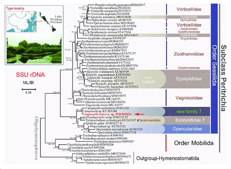 maximum likelihood ml tree inferred from small subunit ribosomal