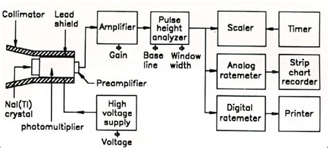 The Basic Blocks Of An Aged Thyroid Uptake System Download Scientific Diagram