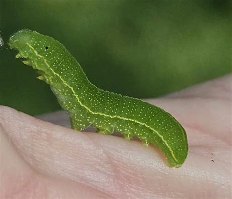 Catepillar Bugguide Net