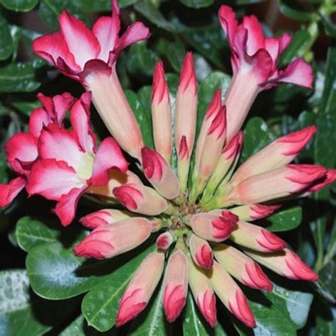 Muda Rosa Do Deserto Bouquet Planta Enxertada Cristata Pink MercadoLivre