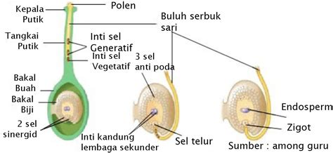 Reproduksi Generatif Pada Tumbuhan Angiospermae Pojok Ipa