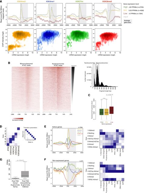 Genome Wide Chromatin Annotation In Capsaspora Download Scientific Diagram