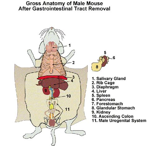 Mouse Lymph Node Anatomy Characterization Of The Role Of The
