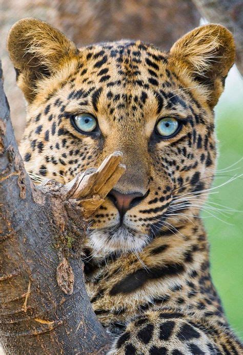 200 Best Fierce Animals Ideas To Save Today Animals Animals Wild