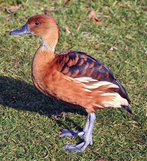 File Fulvous Whistling Duck Wikimedia Commons