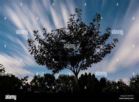 Long Exposure Image Of Tree With Cloud Stripes At Moonlight Stock Photo Alamy