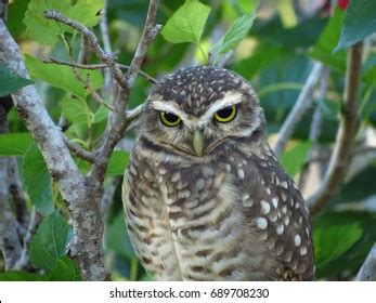 Sexy Owl Stock Photo 689708230 Shutterstock