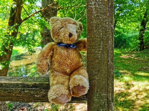 Premium Photo View Of Stuffed Toy On Tree