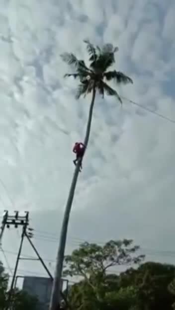 Cutting Down A Tree With No Protective Gear LiveGore Com