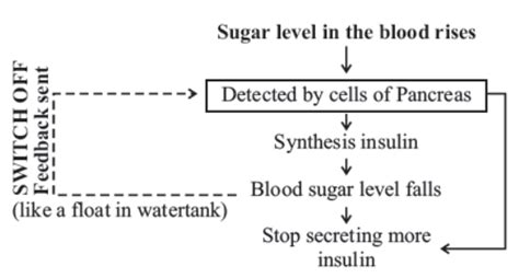 Cbse Class 10 Science Control And Coordination Notes Set C