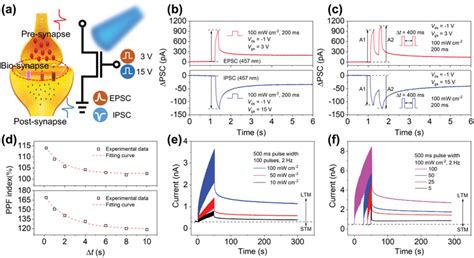 optoelectronic modulated synaptic plasticity performance and mimicry of