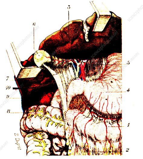 Peritoneal Anatomy Illustration Stock Image C061 0409 Science Photo Library