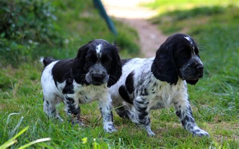 Accueil Elevage Du Pays Des Longues Oreilles Eleveur De Chiens