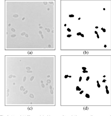 Figure 1 From Morphological Segmentation Of Yeast By Image Analysis